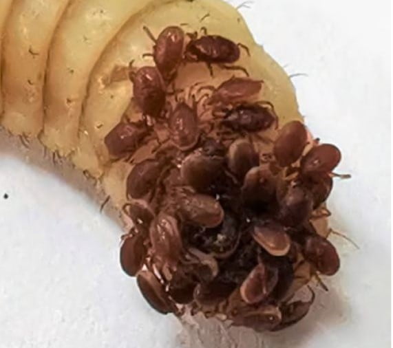 Can parasites be a threat to BSF operations?