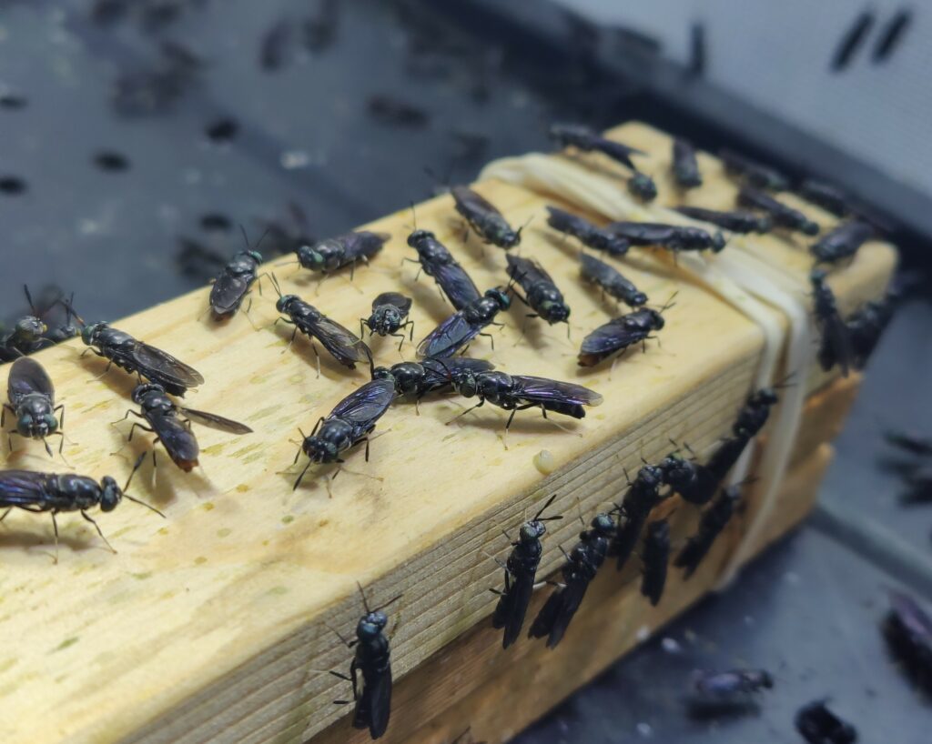 Breeding and egg-laying in BSF farming