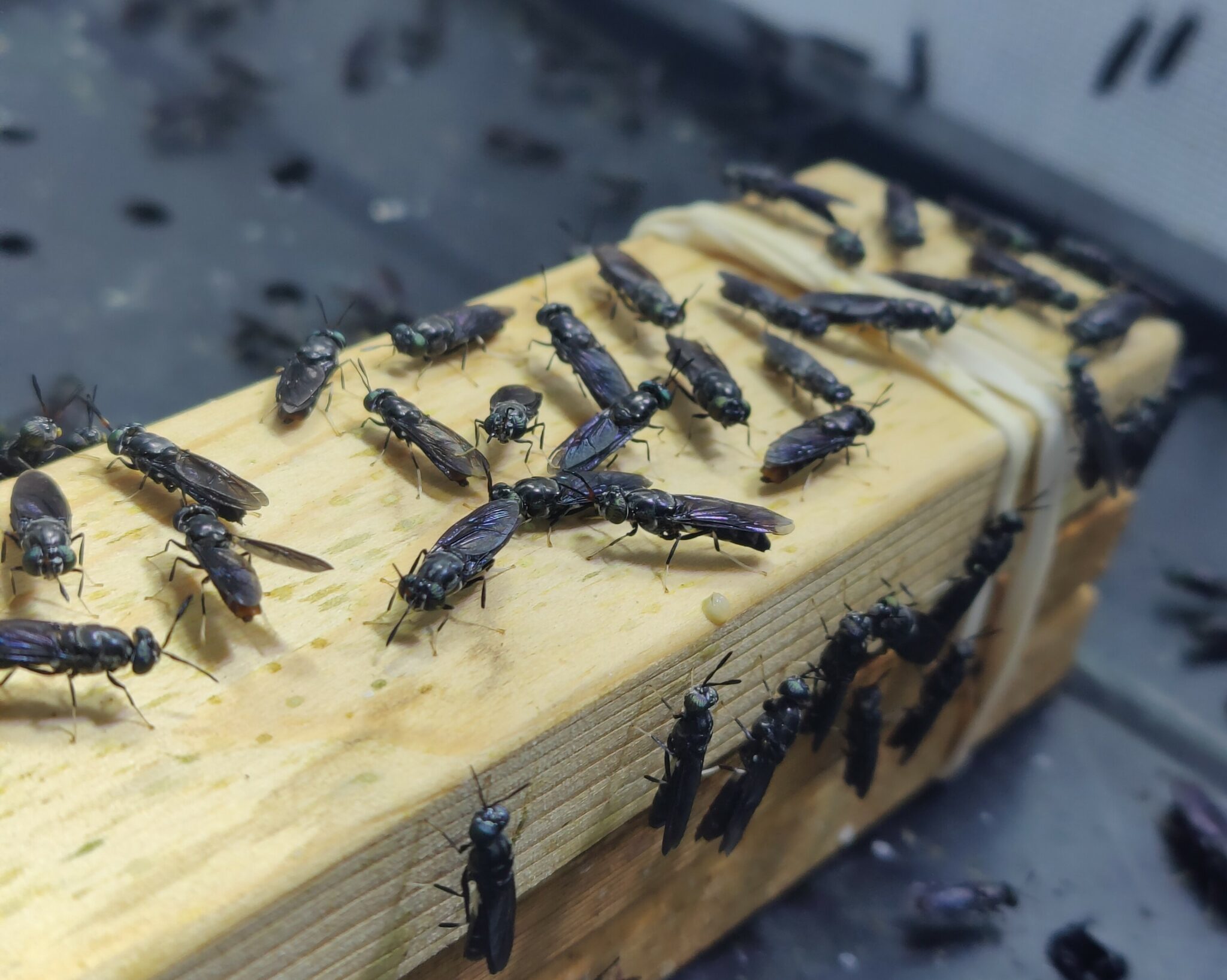 Breeding and egg-laying in BSF farming