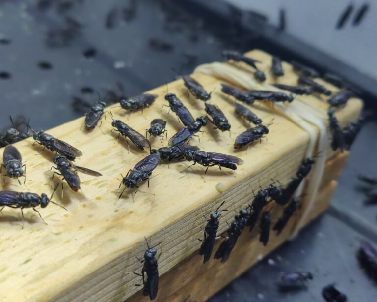 Breeding and egg-laying in BSF farming