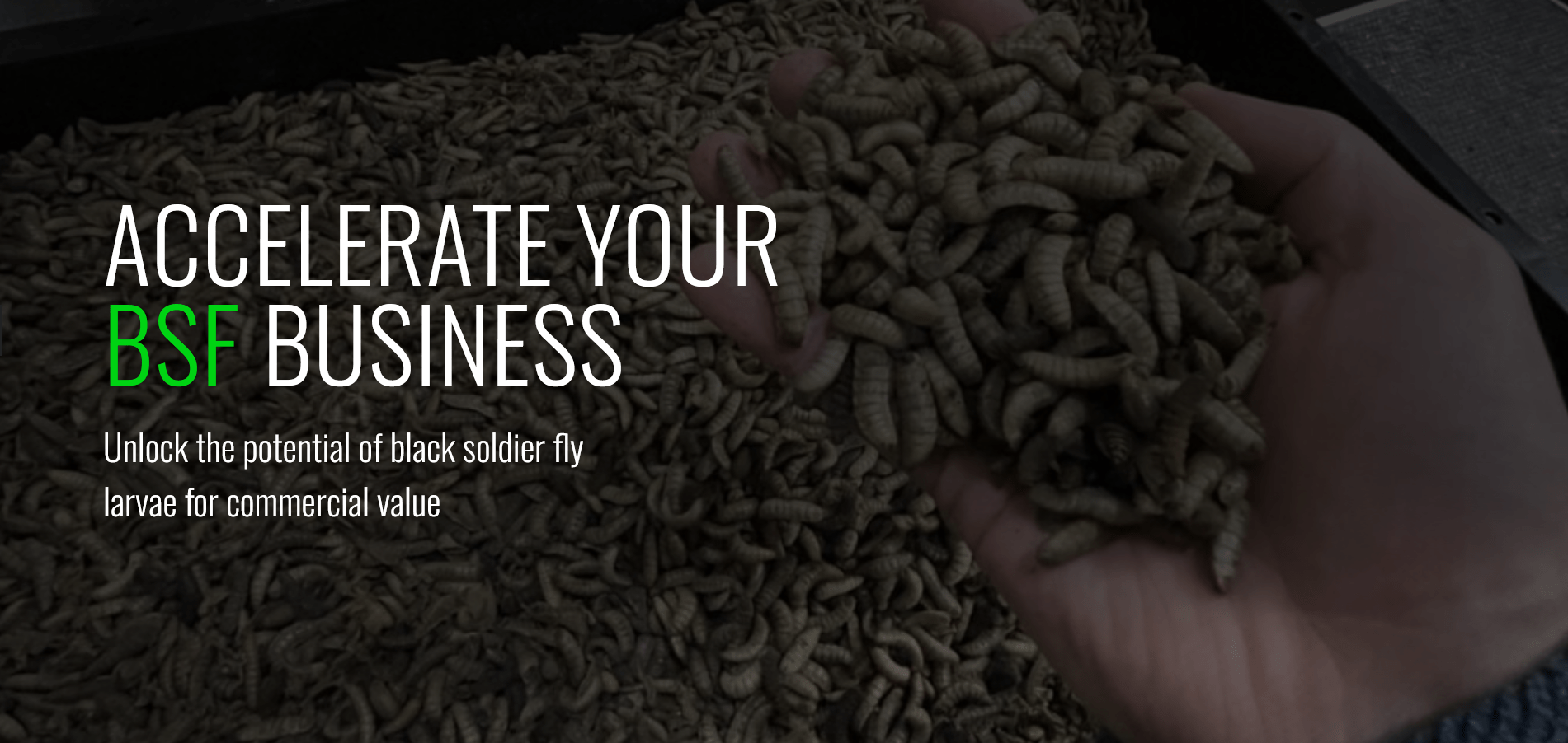 Black Soldier Fly farming technology | Manna Insect