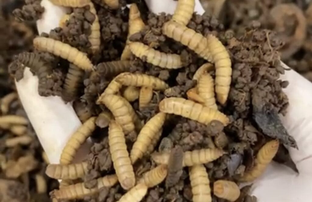 BSF vs. house flies and mealworms in waste management