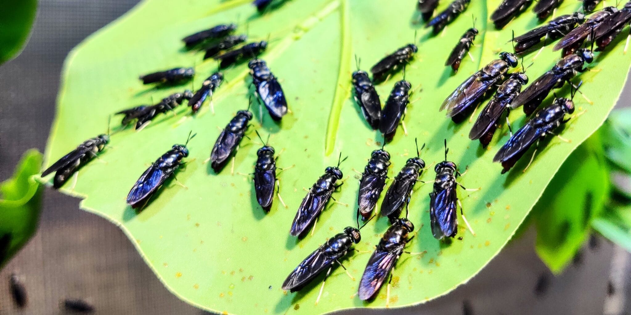 The Life cycle of Black Soldier Fly