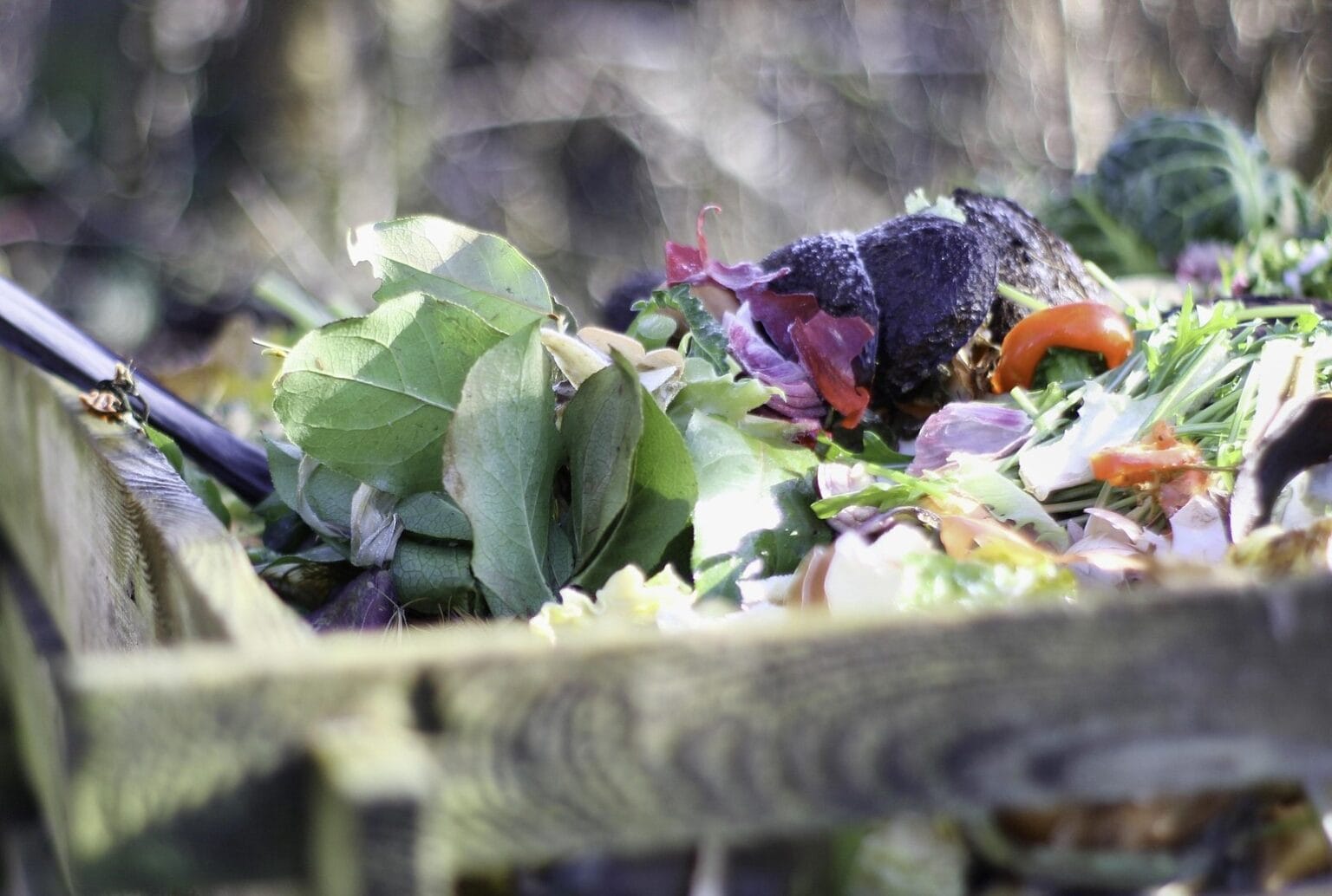 Environmental benefits of using BSF for waste management